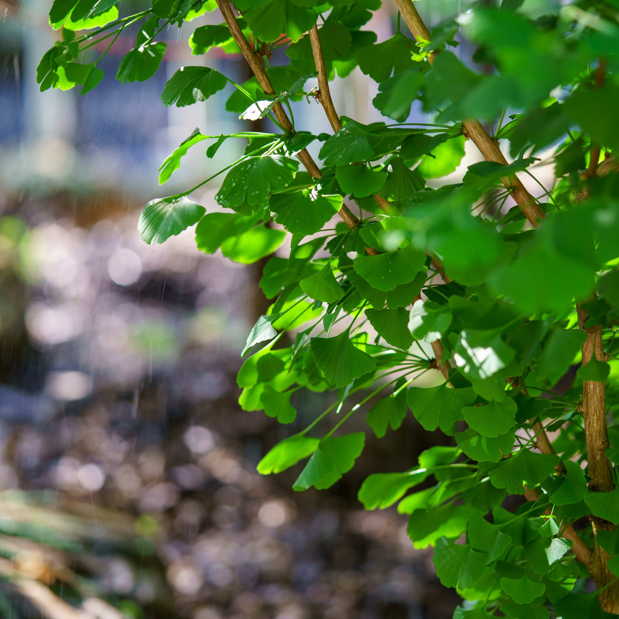 Plant of the Week - Grindstone Ginkgo – Plant Detectives