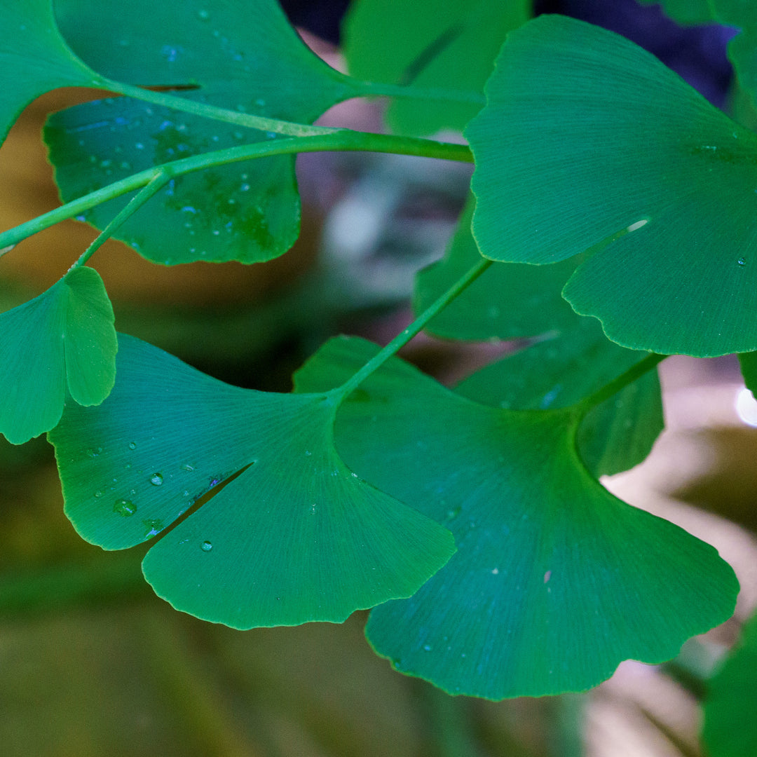 Plant of the Week - Grindstone Ginkgo – Plant Detectives