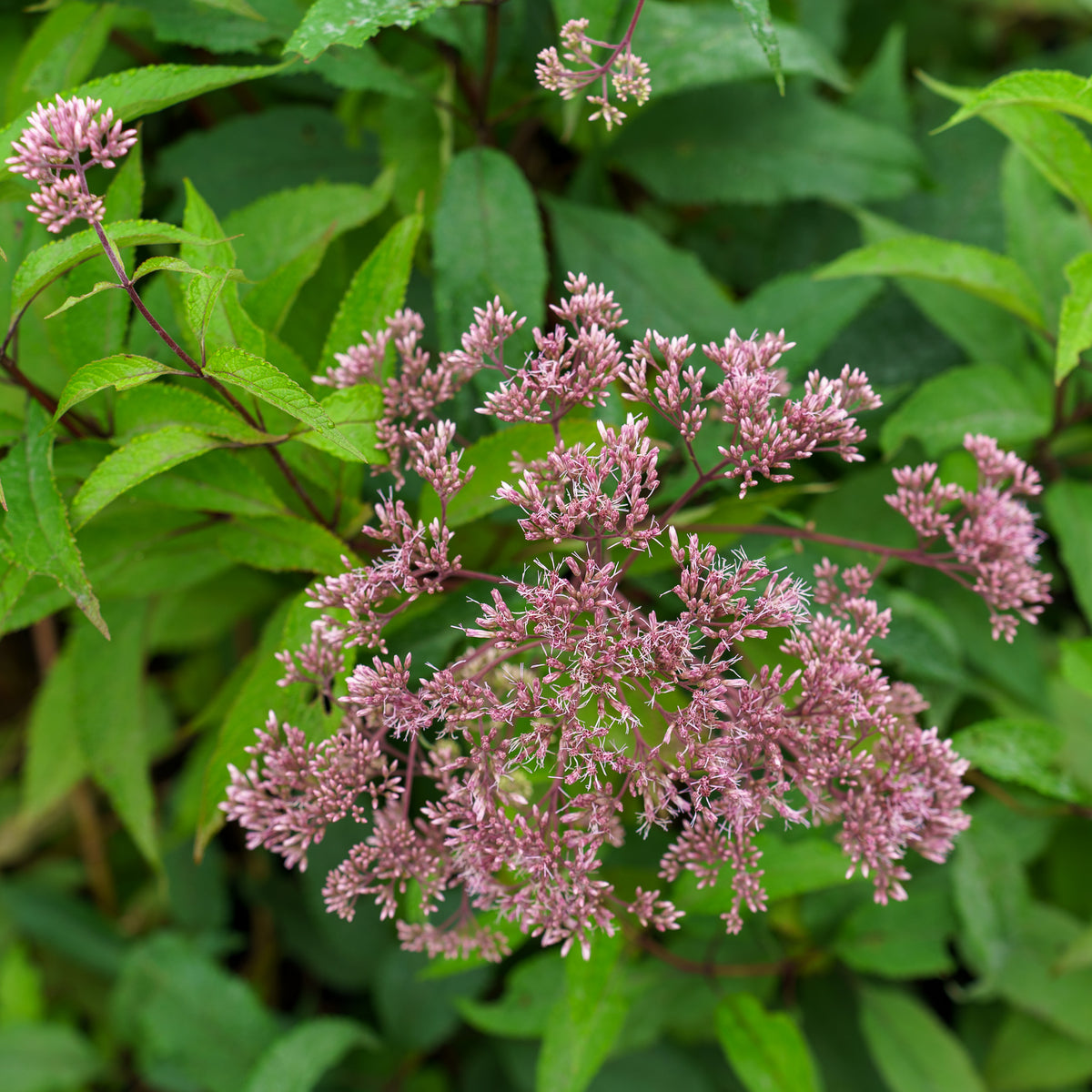 Gateway Joe Pye Weed – Plant Detectives