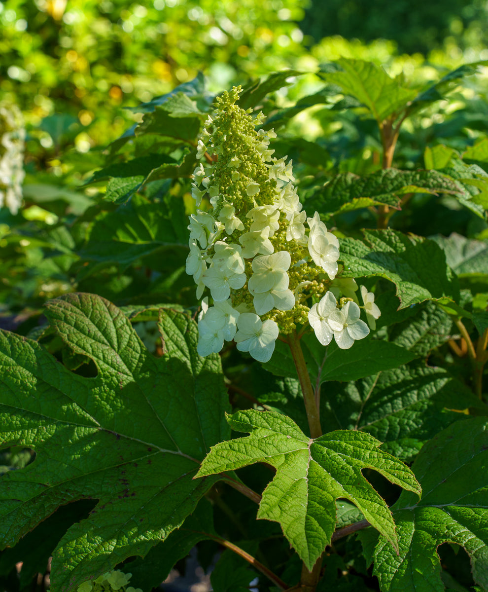 Gatsby Gal Oakleaf Hydrangea – Plant Detectives