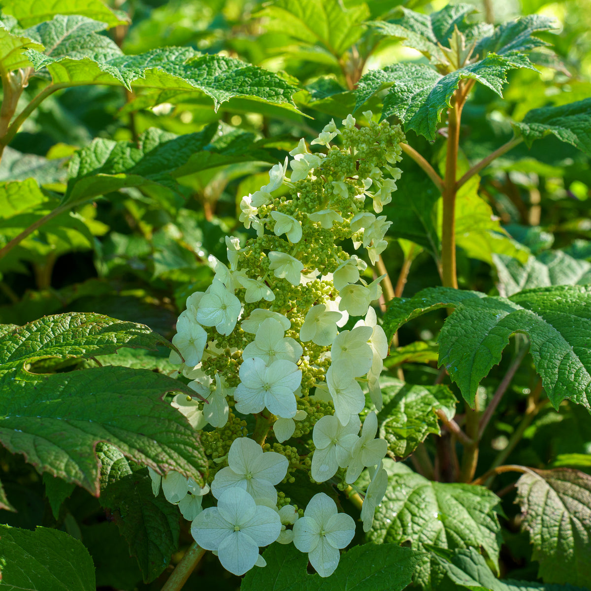 Gatsby Gal Oakleaf Hydrangea – Plant Detectives