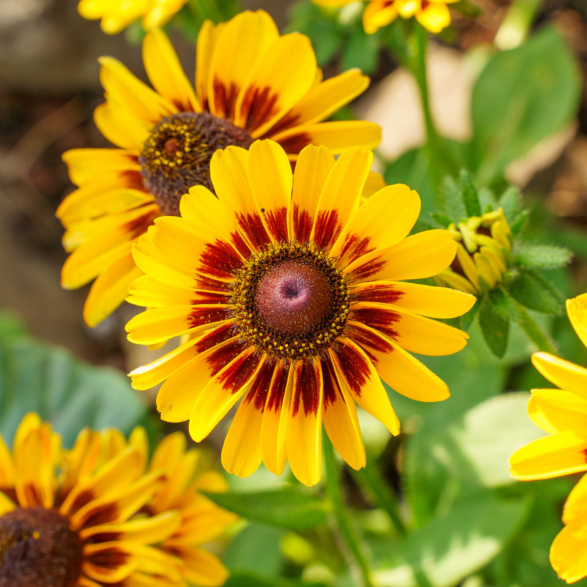 Giggling SmileyZ Black-Eyed Susan – Plant Detectives
