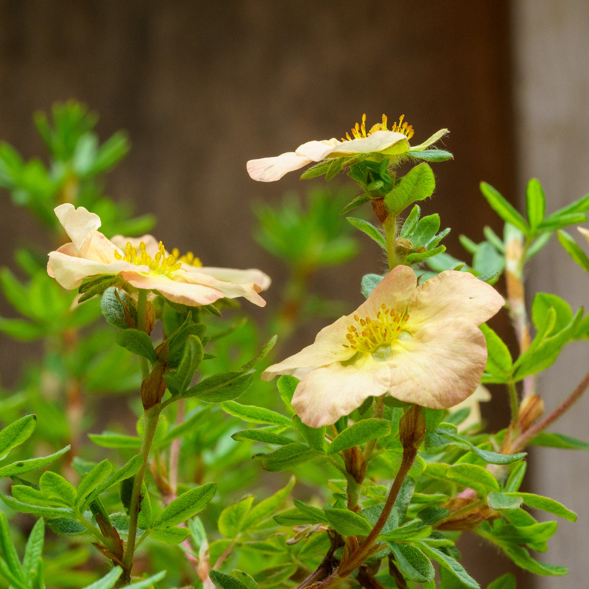Gingersnap Potentilla – Plant Detectives