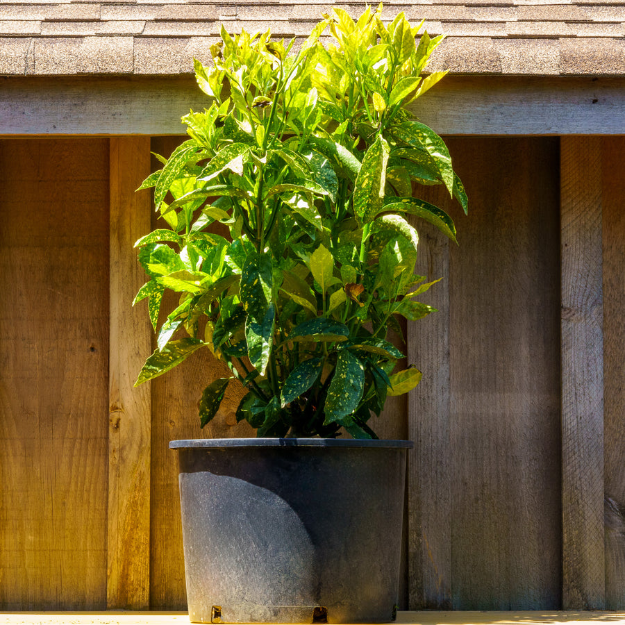 The Aucuba Guide – Plant Detectives