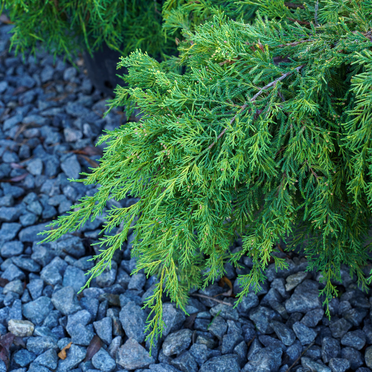 Gold Lace Juniper – Plant Detectives