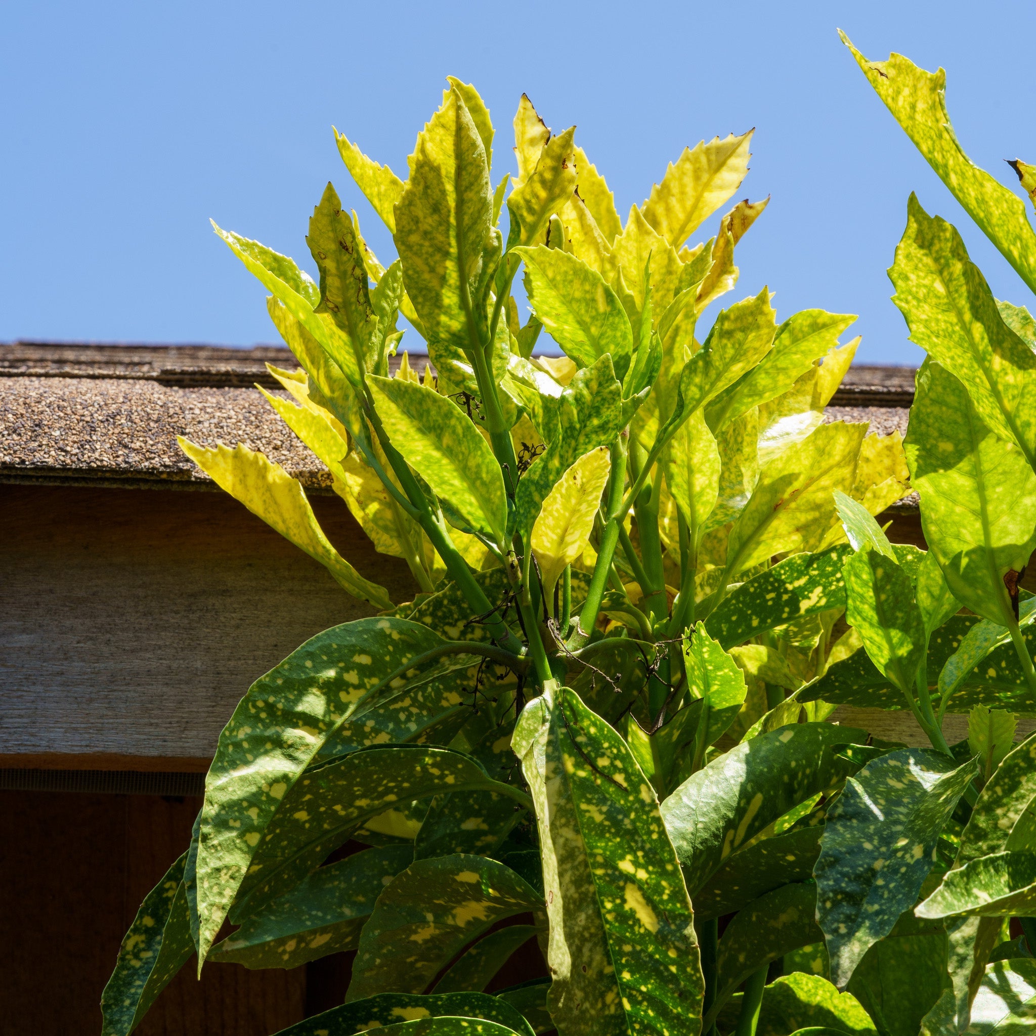 The Aucuba Guide – Plant Detectives