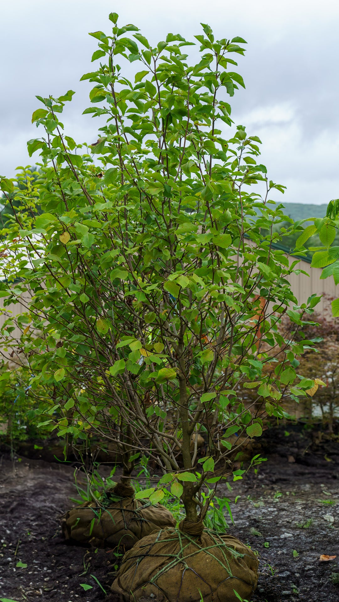 Plant of the Week - Golden Gift Magnolia – Plant Detectives