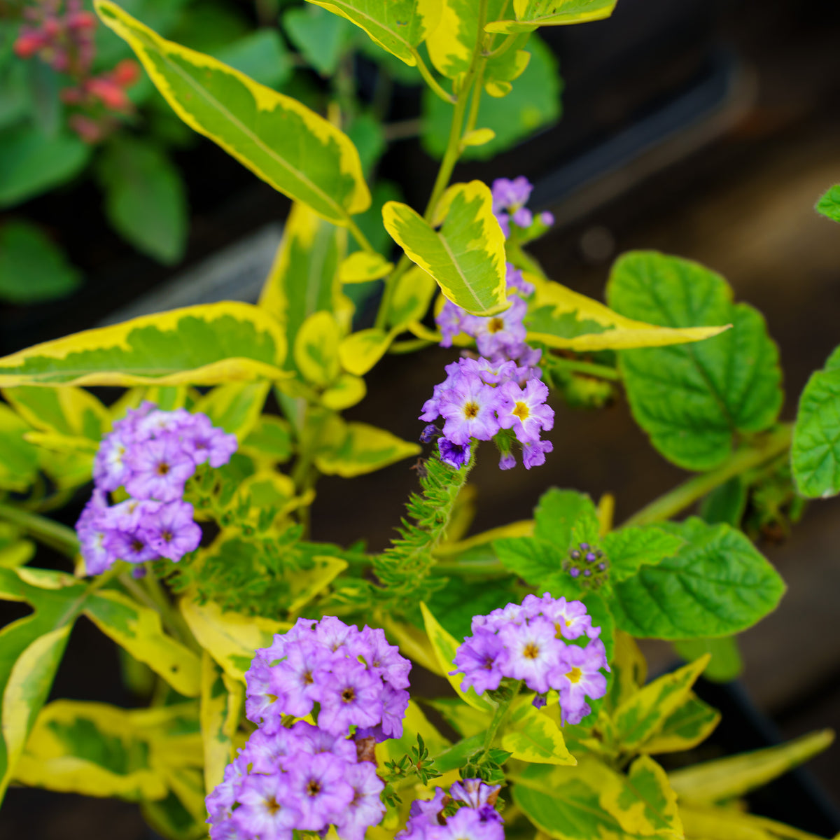 Golden Variegated Potato Vine – Plant Detectives