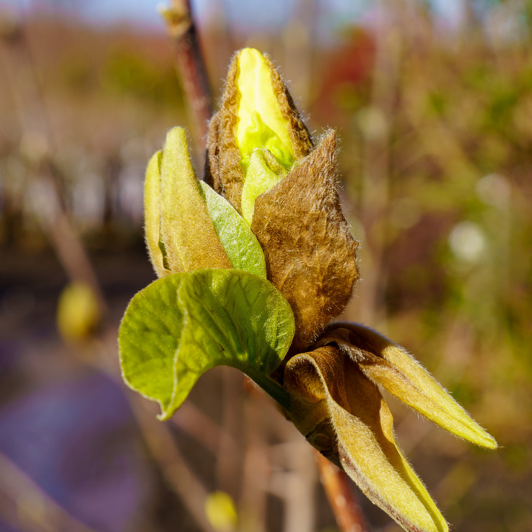 Plant of the Week - Golden Gala Magnolia – Plant Detectives