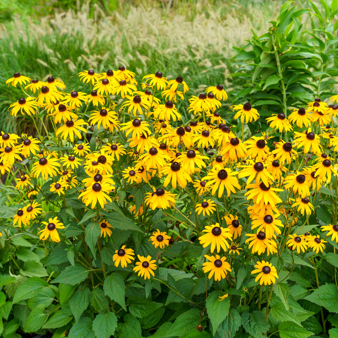 Goldsturm Black-Eyed Susan – Plant Detectives