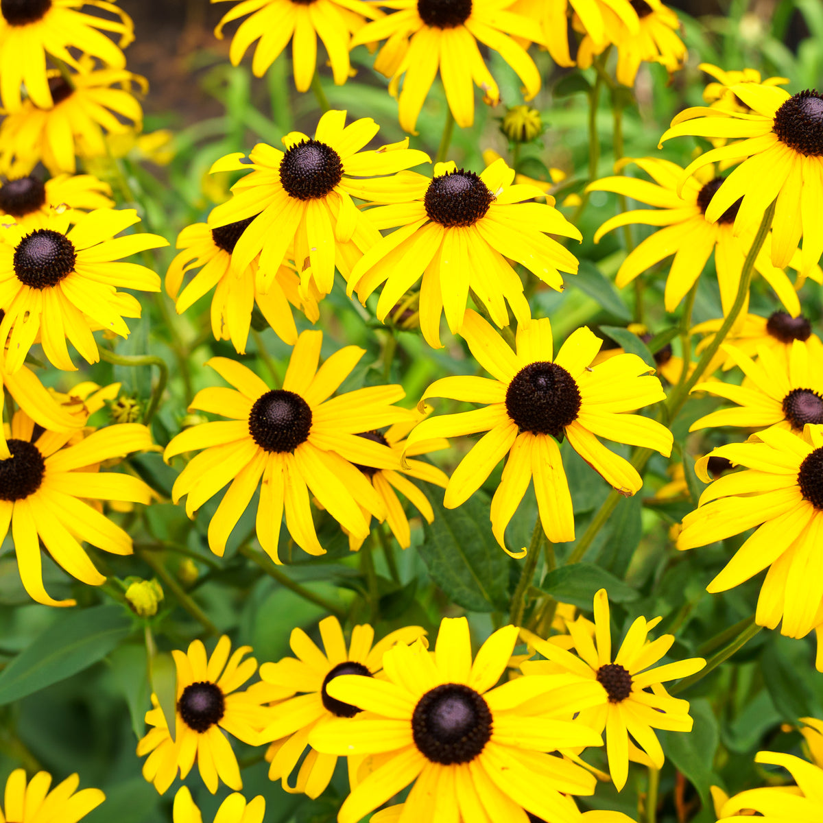 Goldsturm Black-Eyed Susan – Plant Detectives