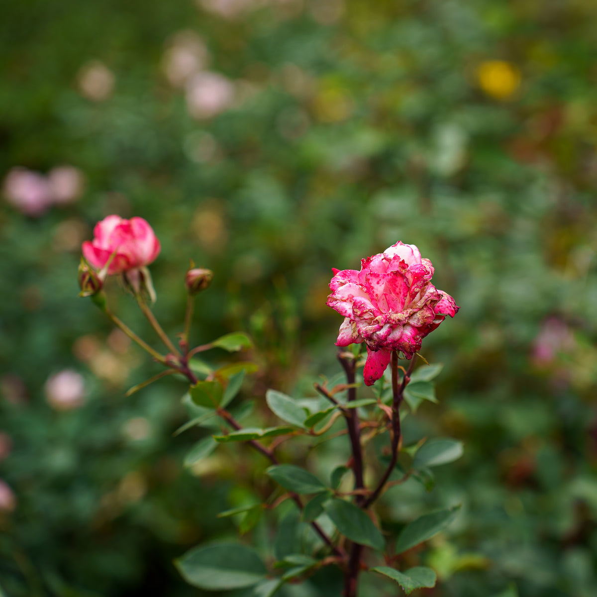 Grace N' Grit Pink BiColor Rose – Plant Detectives