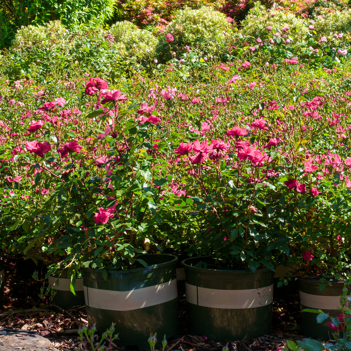 Grace N' Grit Pink Rose – Plant Detectives