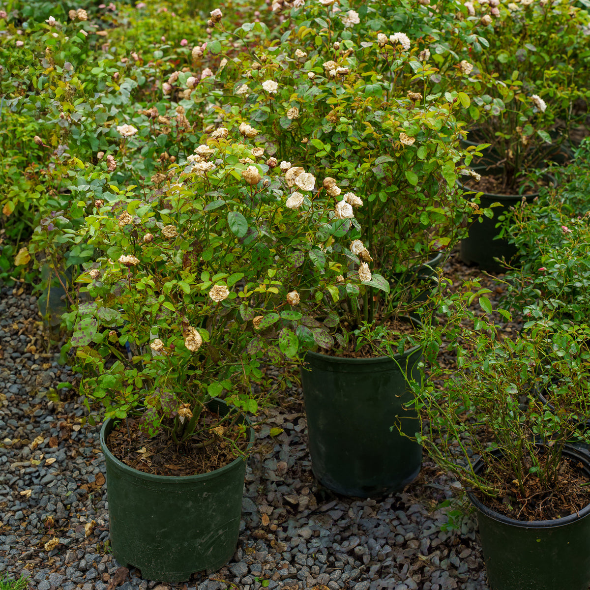 Grace N' Grit White Rose – Plant Detectives