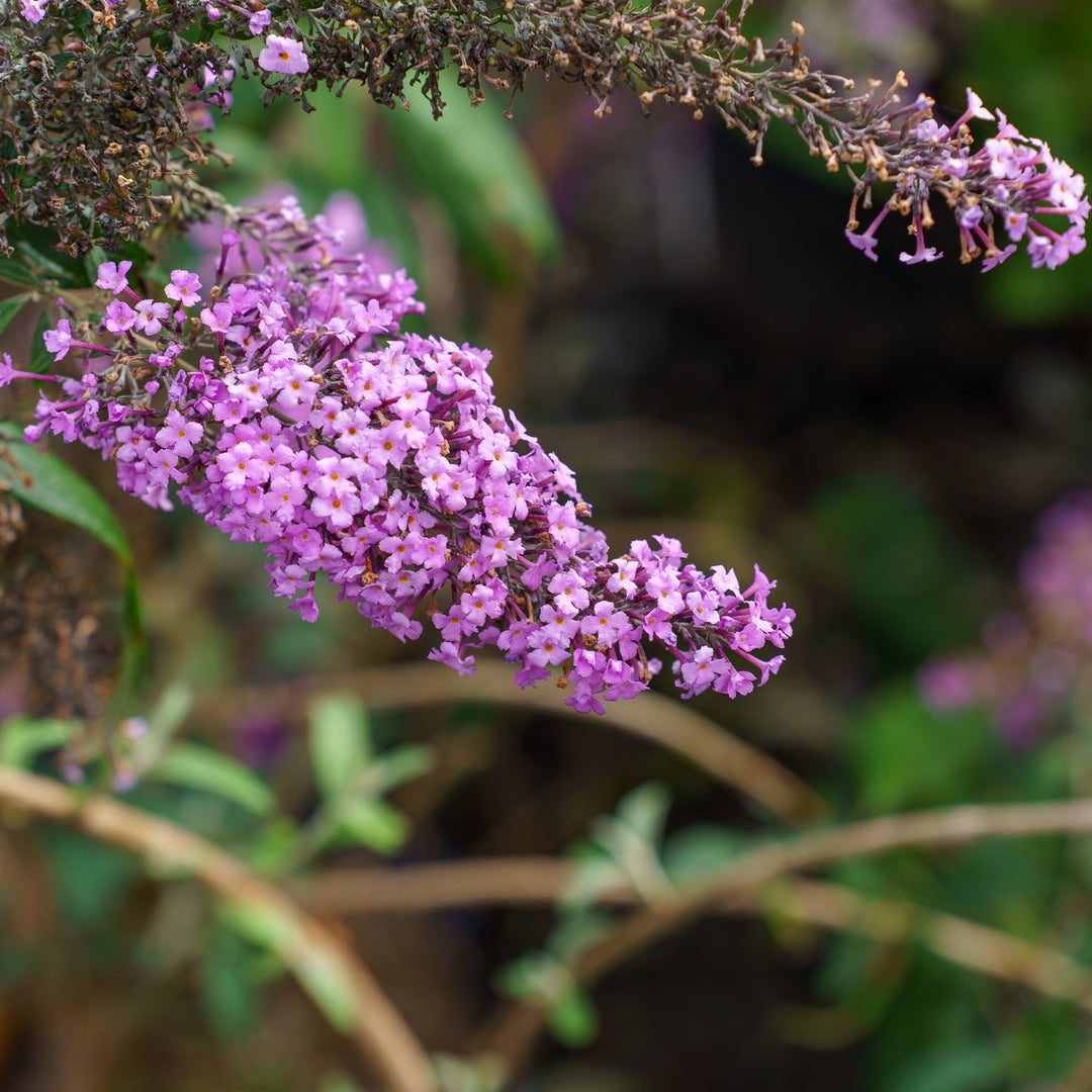 Butterfly Bush – Plant Detectives