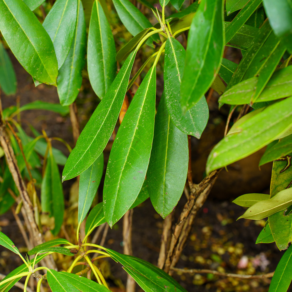 Rosebay Rhododendron – Plant Detectives