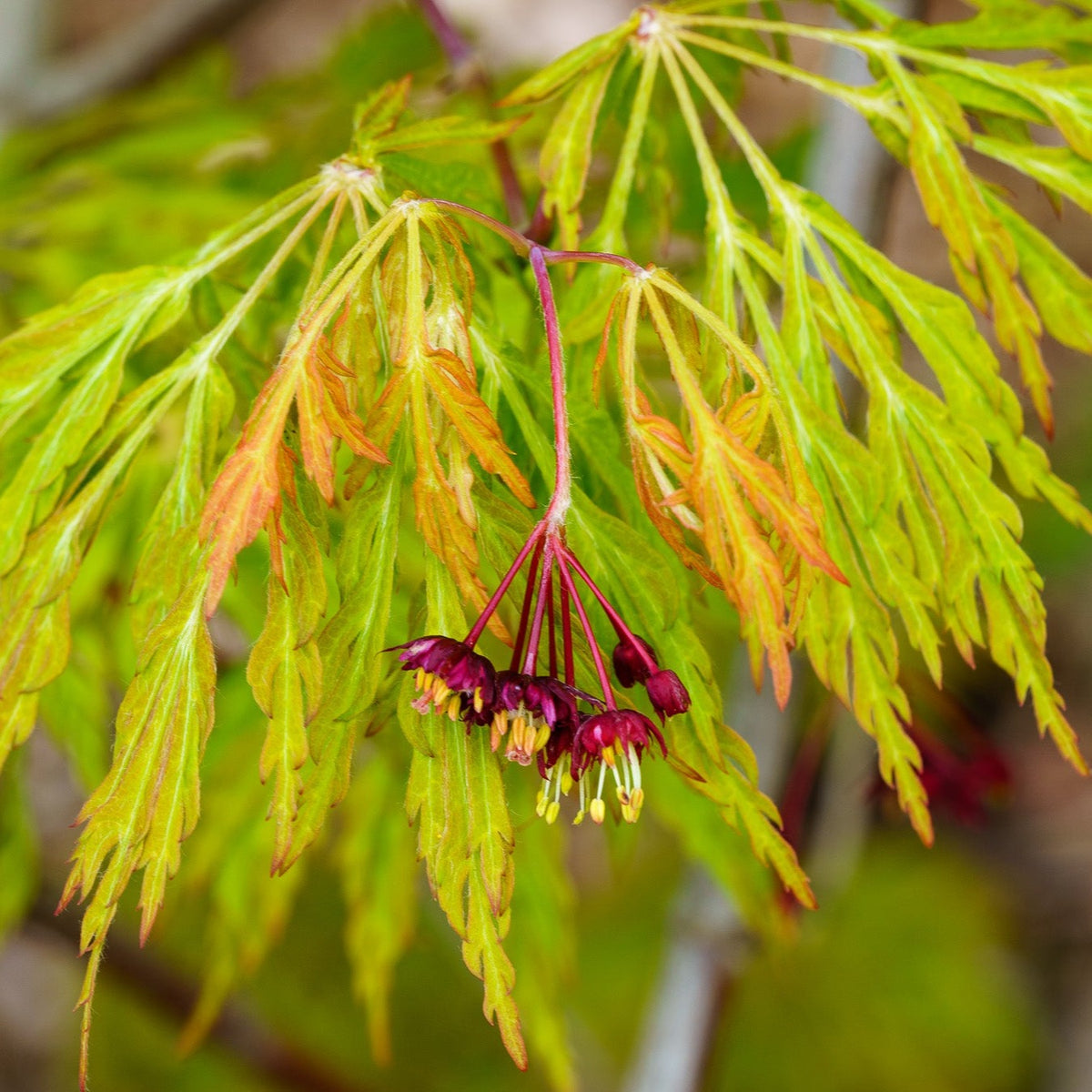 Green Cascade Full Moon Japanese Maple – Plant Detectives