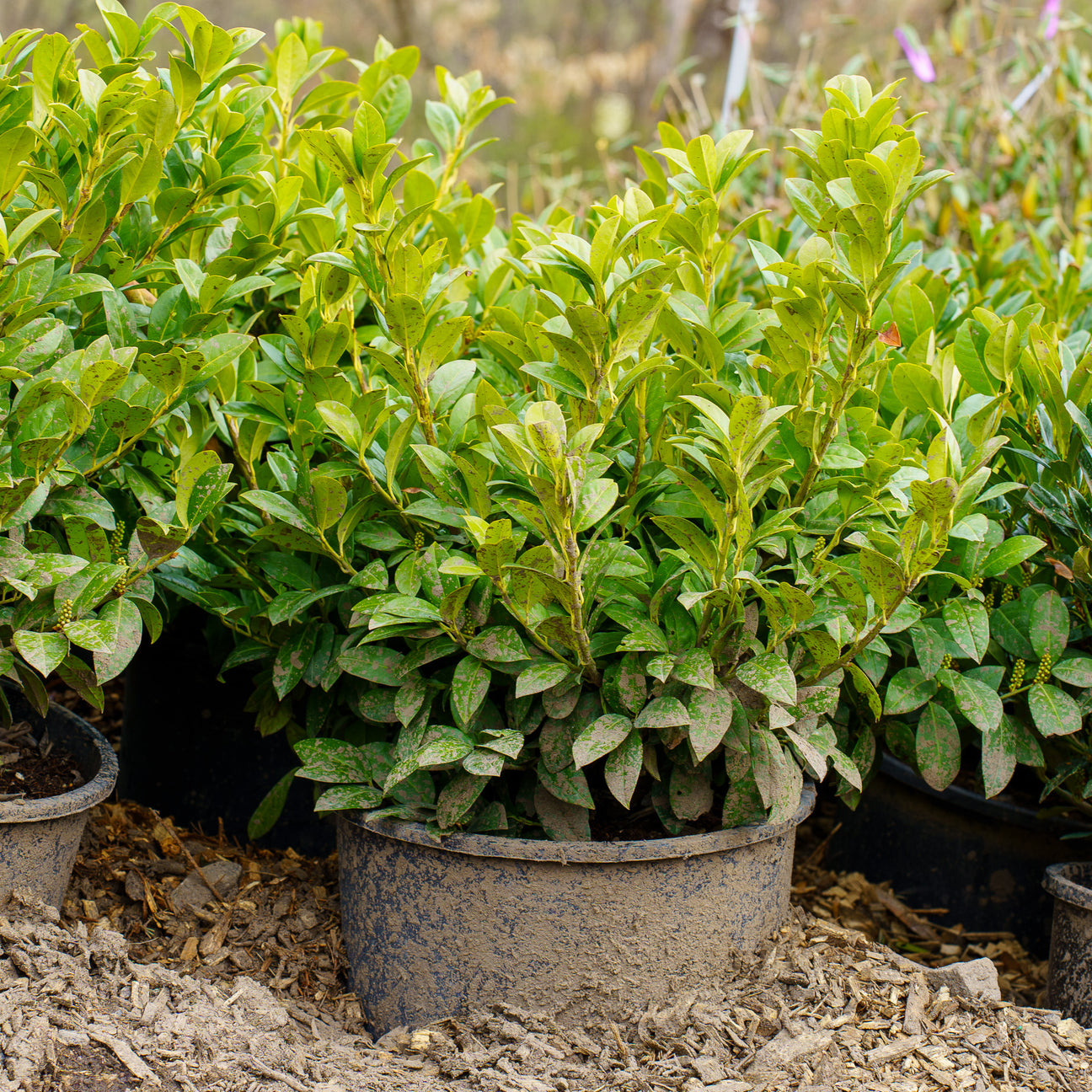 Plant of the Week - Green Goblet Cherry Laurel – Plant Detectives