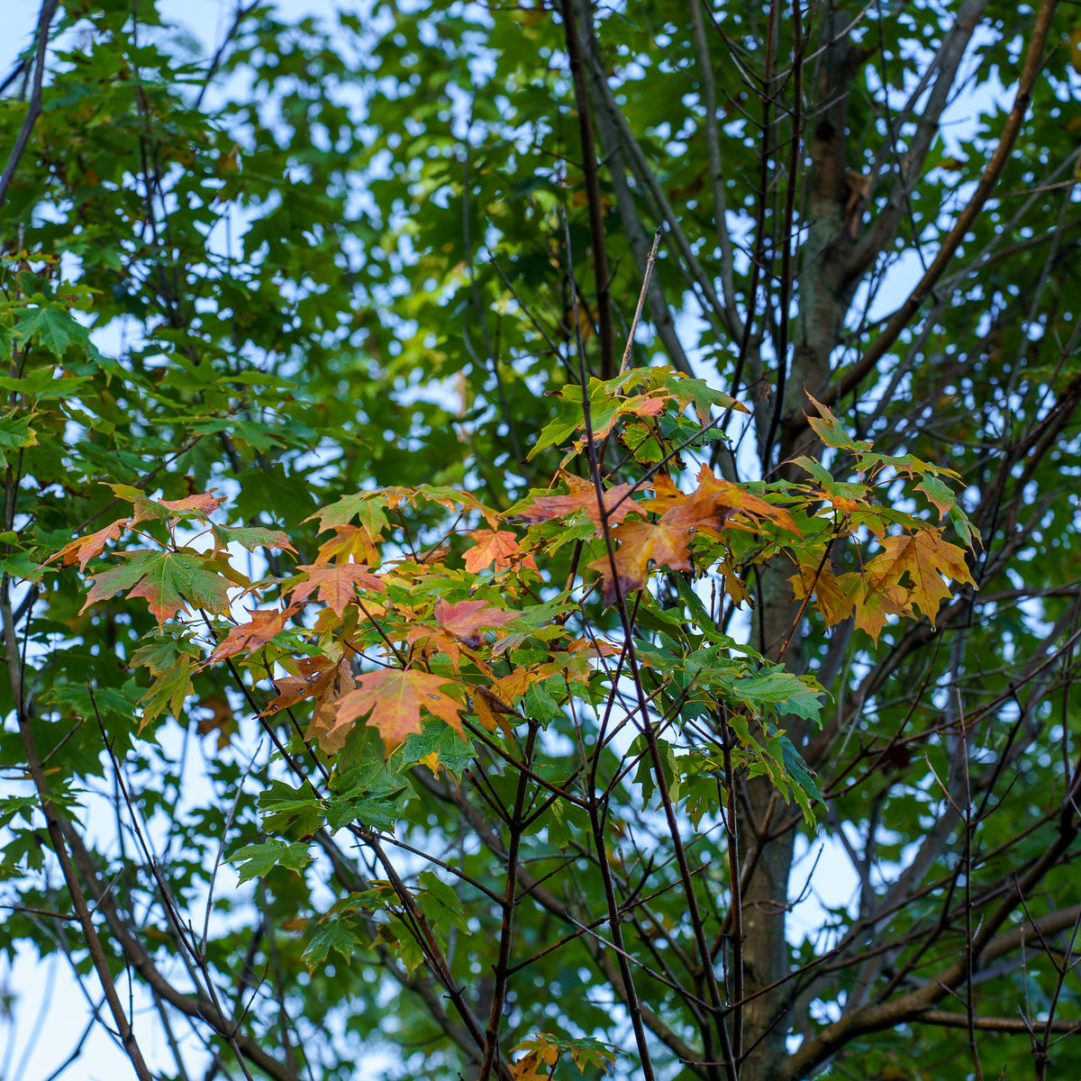 Green Mountain Sugar Maple – Plant Detectives