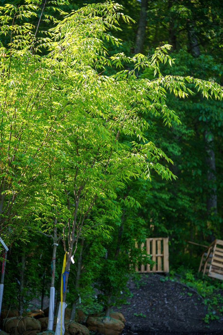 The Zelkova Guide – Plant Detectives