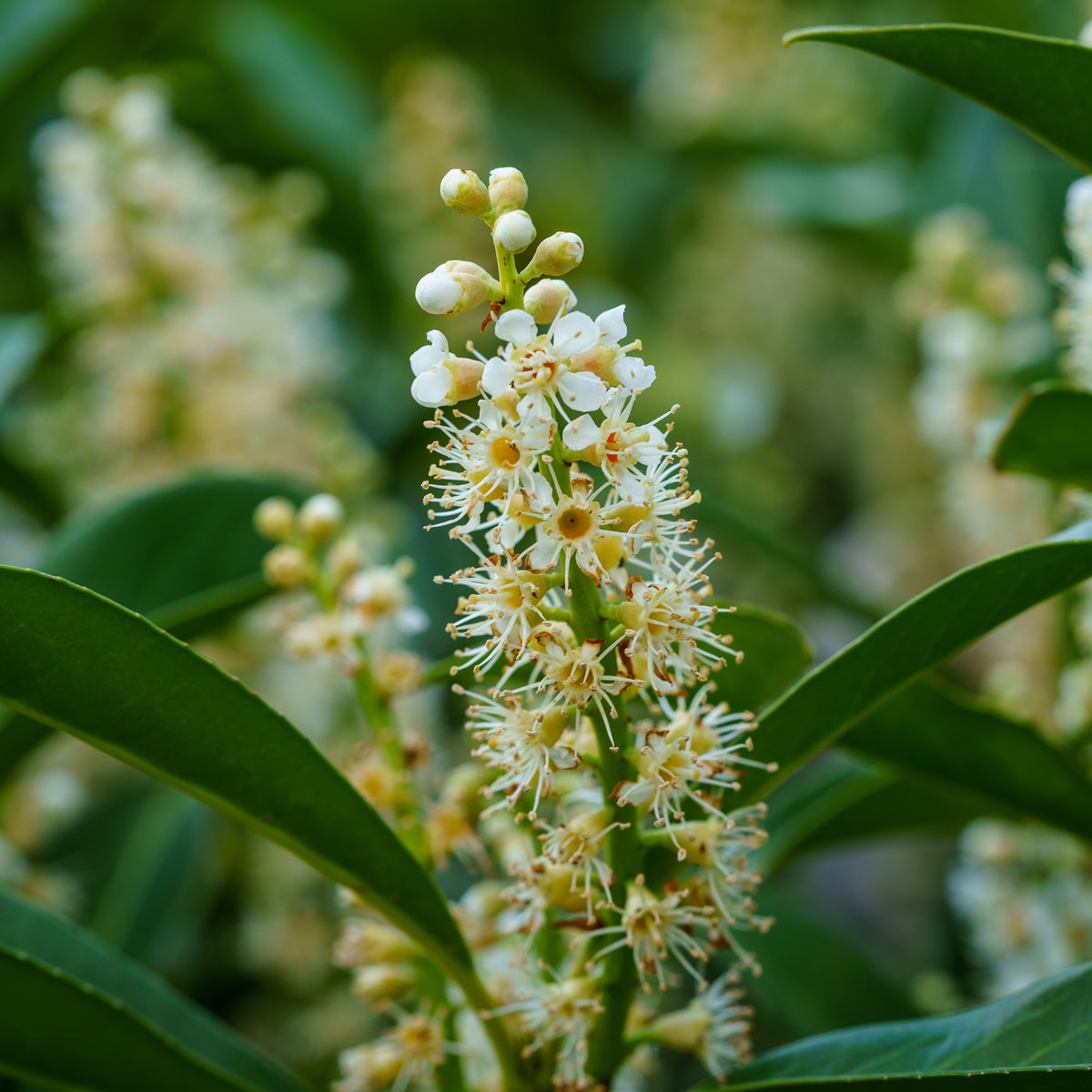 Greenfinity Cherry Laurel – Plant Detectives