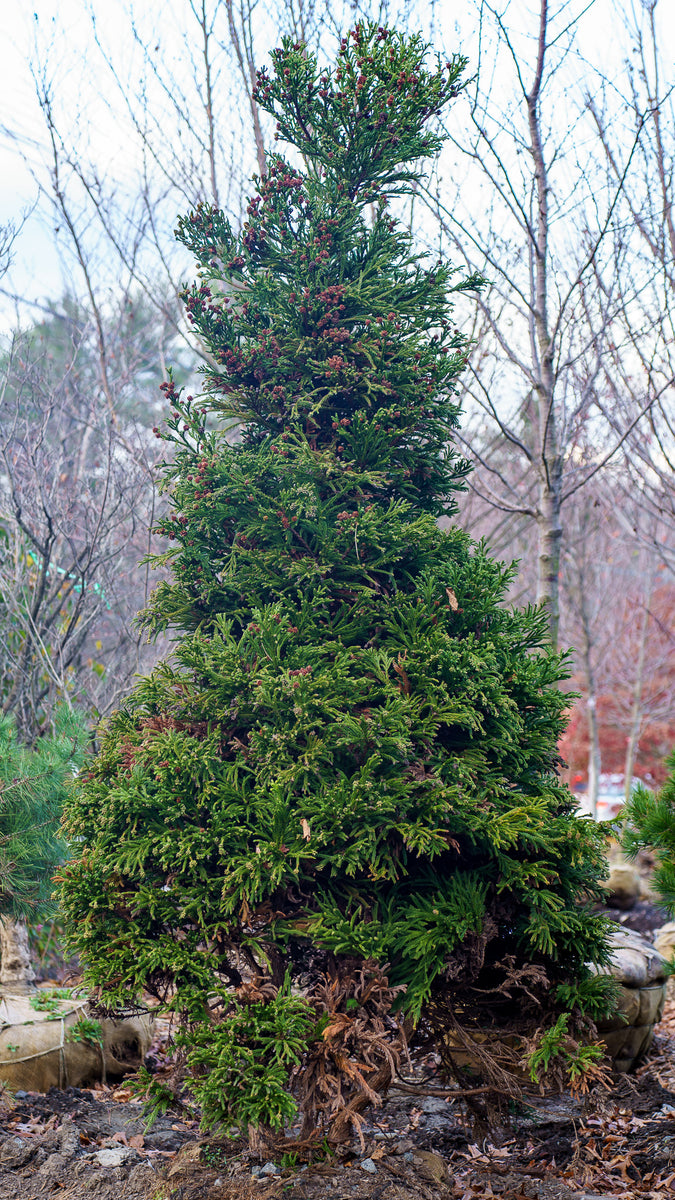 Gyokuryu Japanese Cedar – Plant Detectives