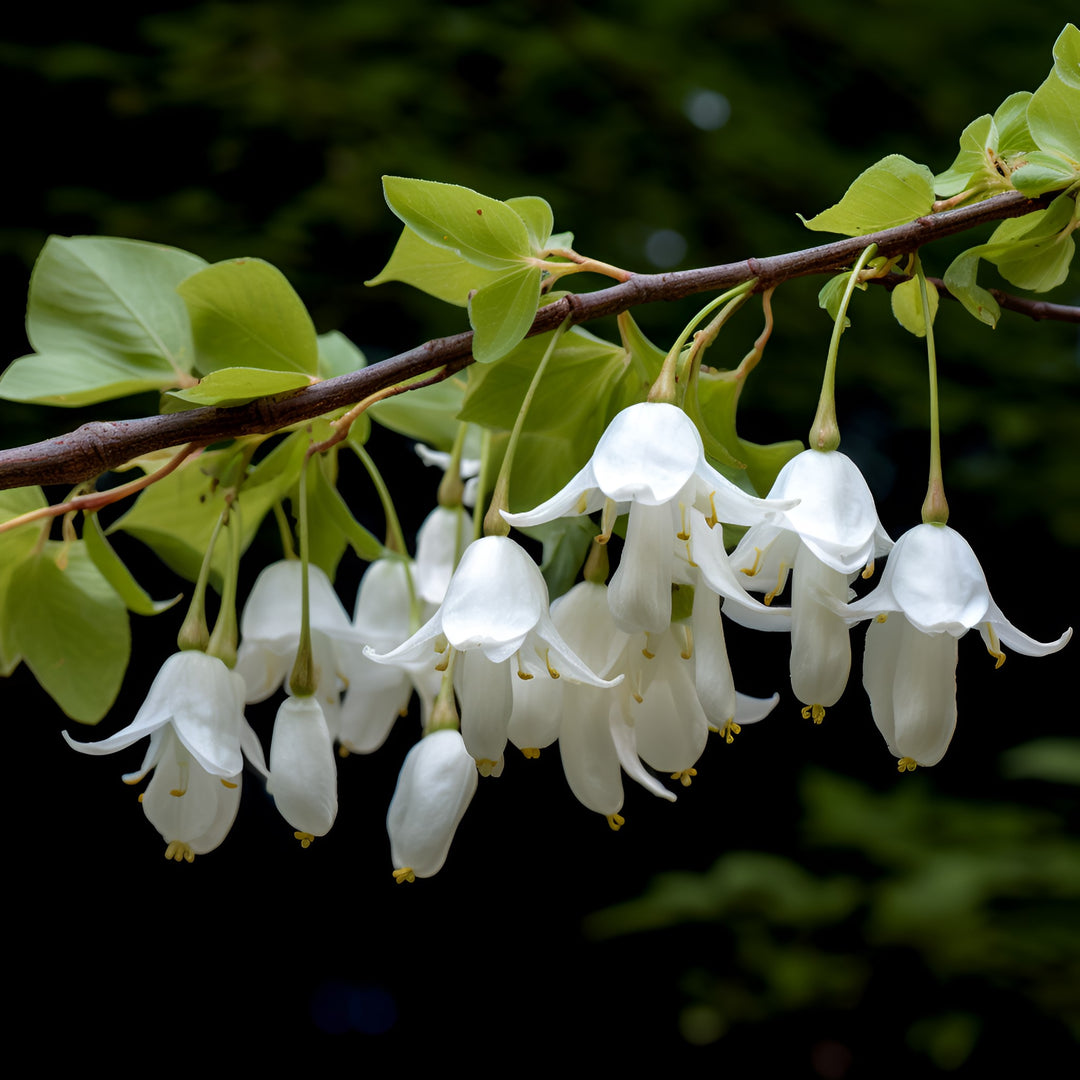 Silverbell – Plant Detectives