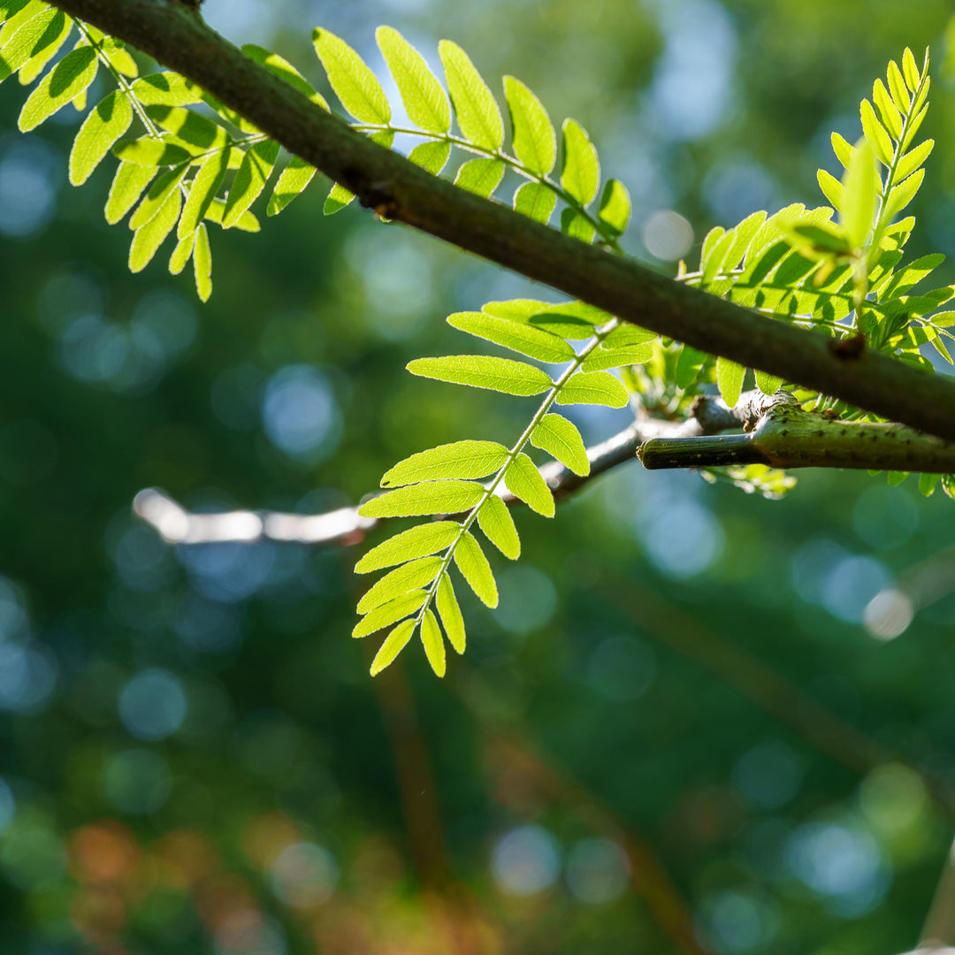 Plant of the Week - Halka Honeylocust – Plant Detectives