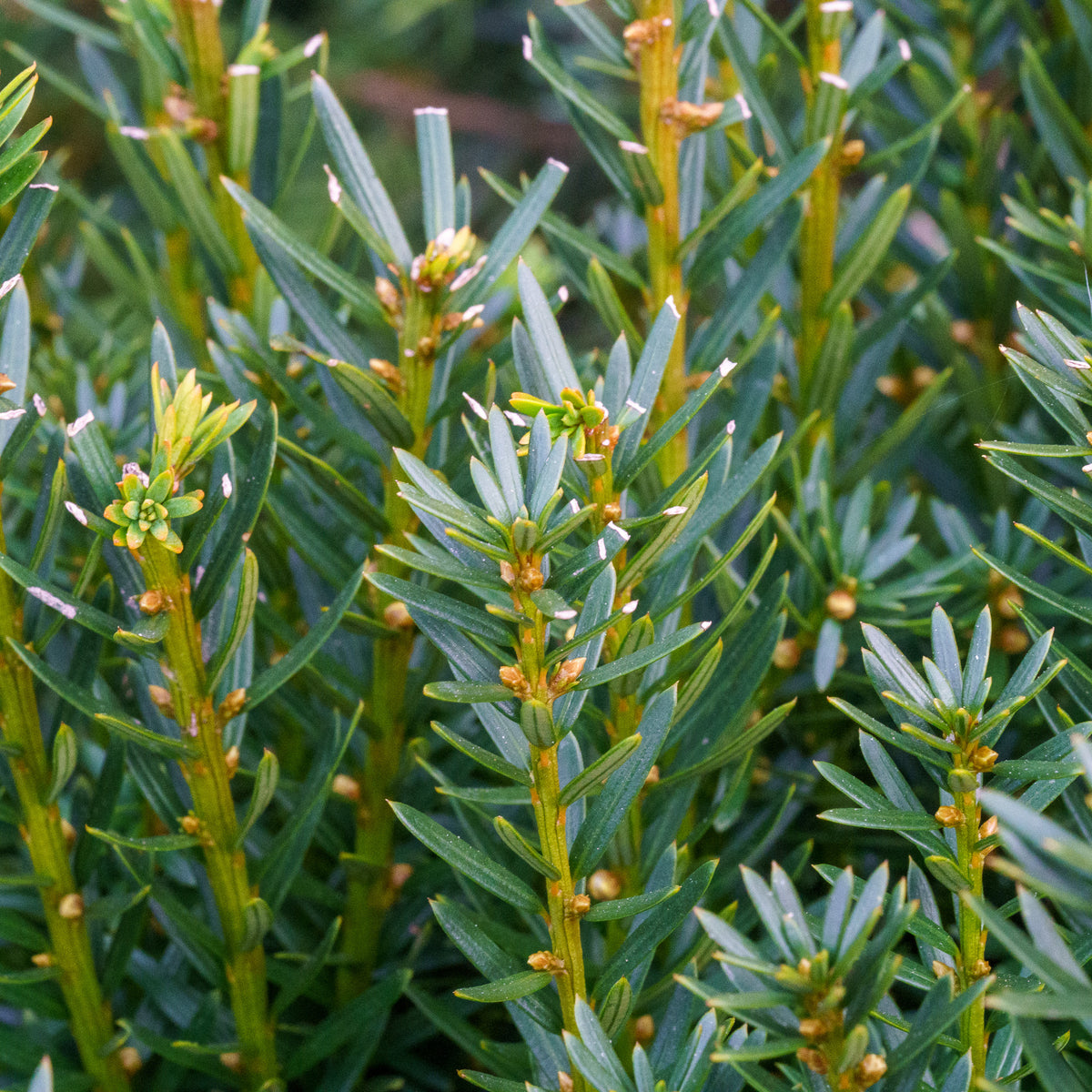 Hatfield Yew – Plant Detectives