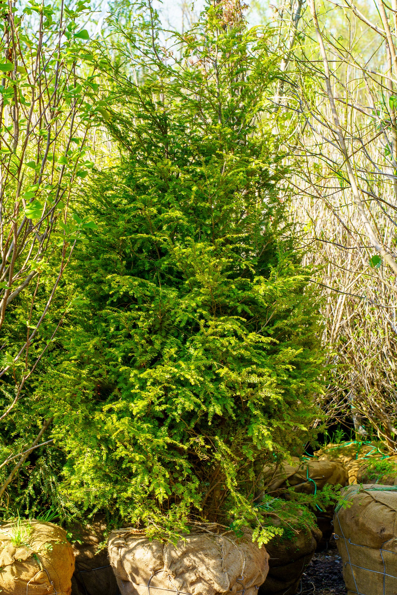 The Hemlock Guide – Plant Detectives