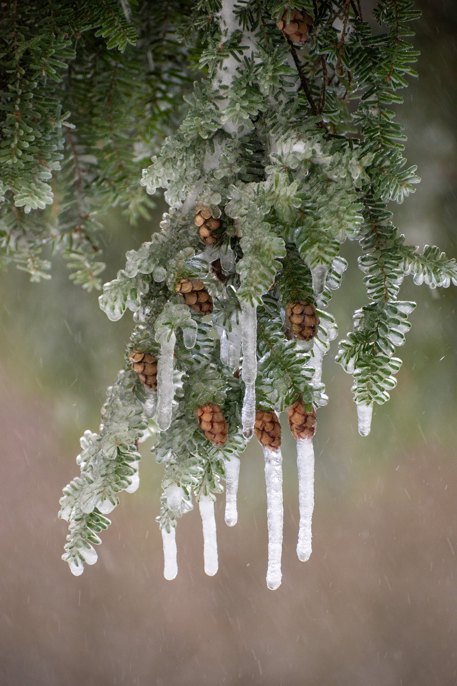 Hemlock (Tsuga) – Plant Detectives