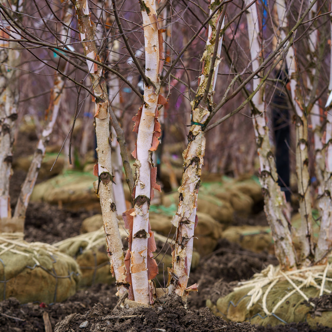 Birch – Plant Detectives
