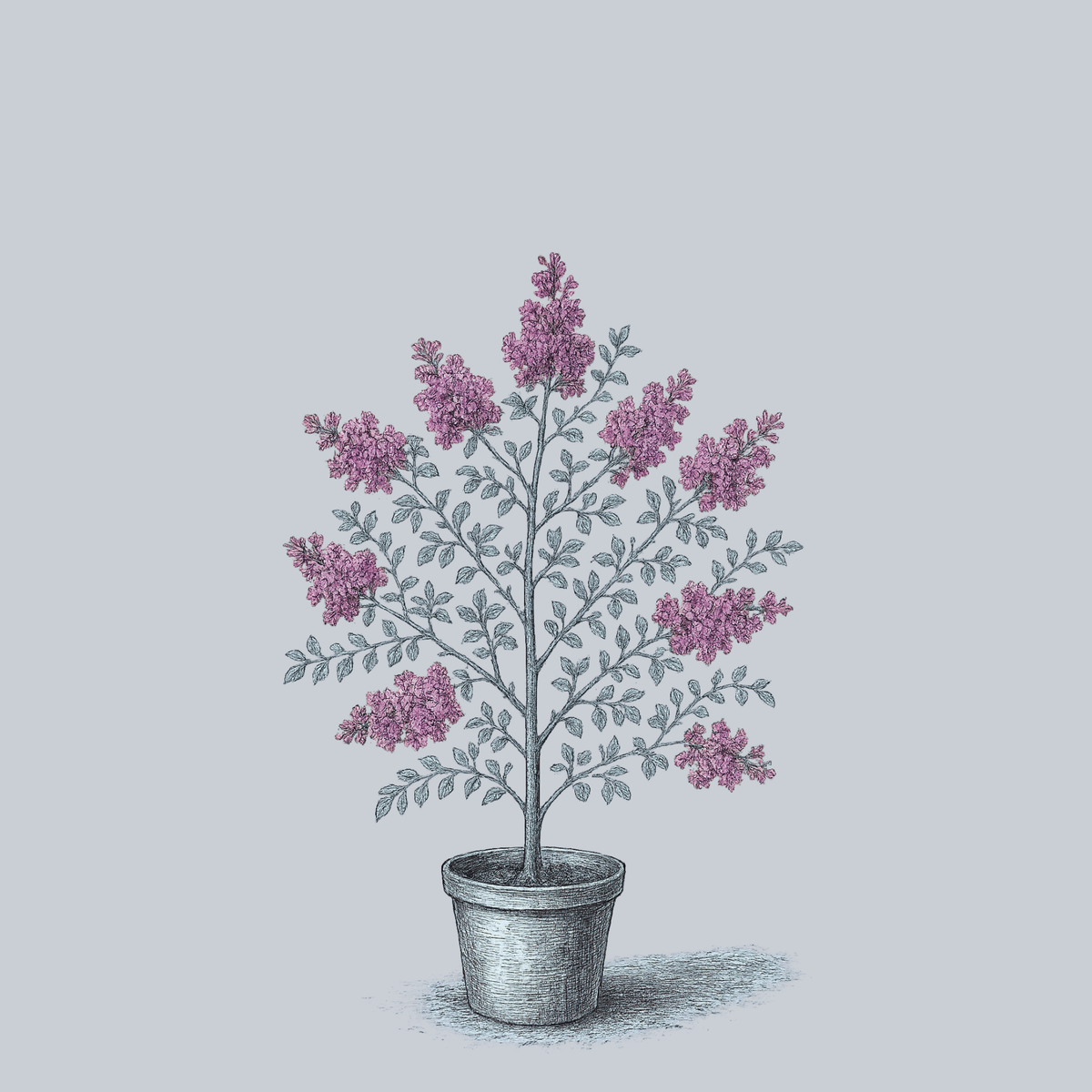 Hers Weeping Lilac – Plant Detectives