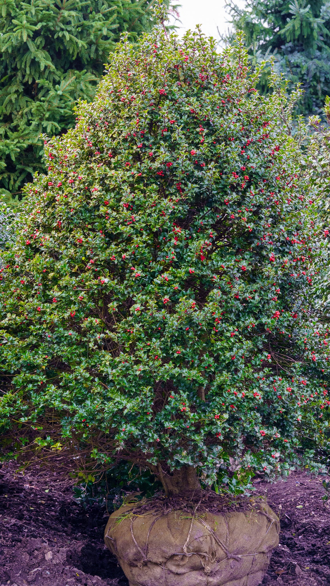 The Holly Guide – Plant Detectives