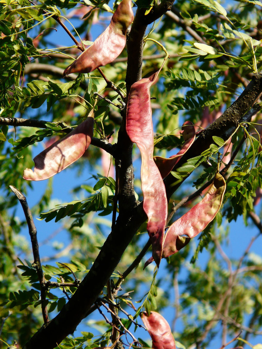 The Honeylocust Guide – Plant Detectives