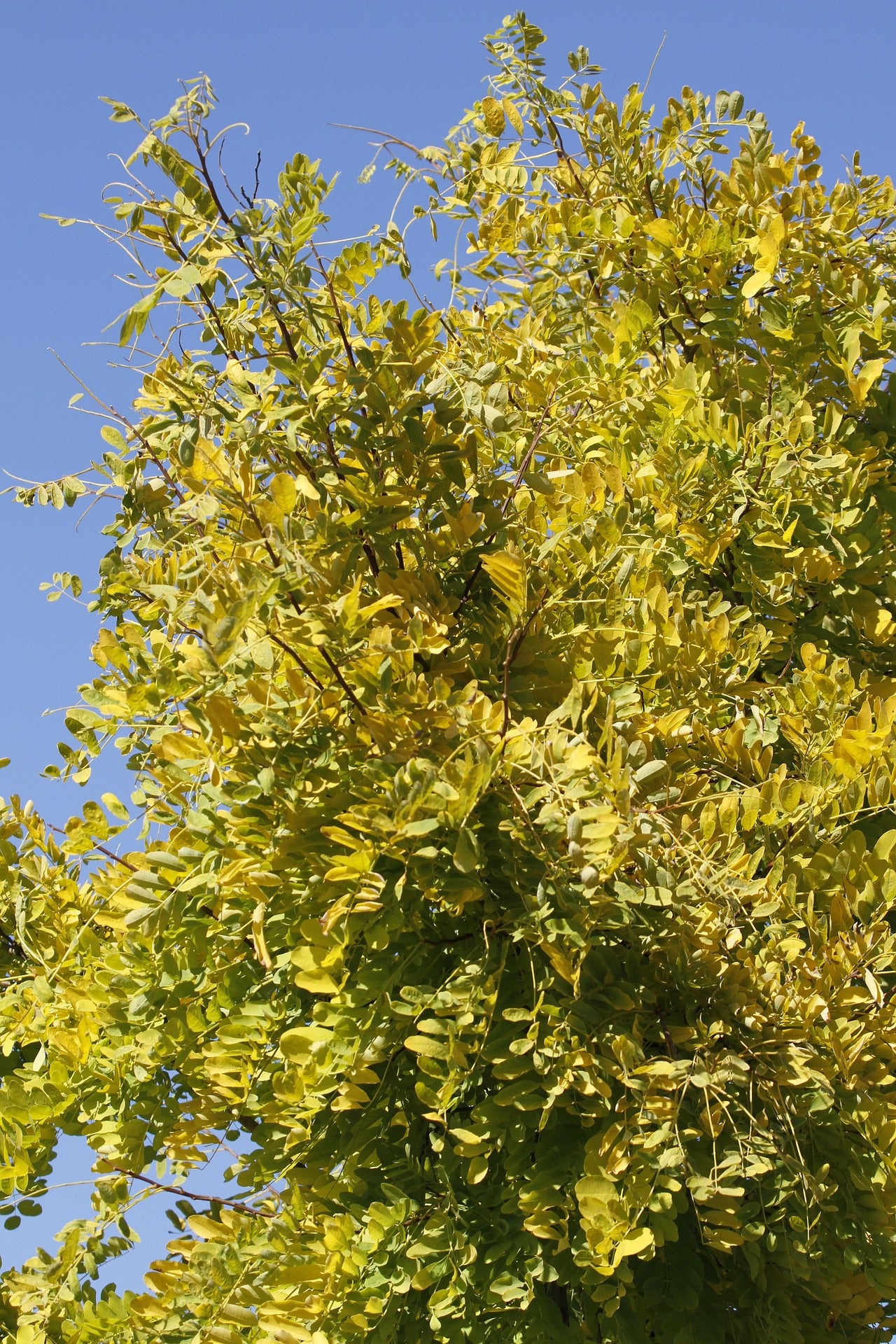 The Honeylocust Guide – Plant Detectives