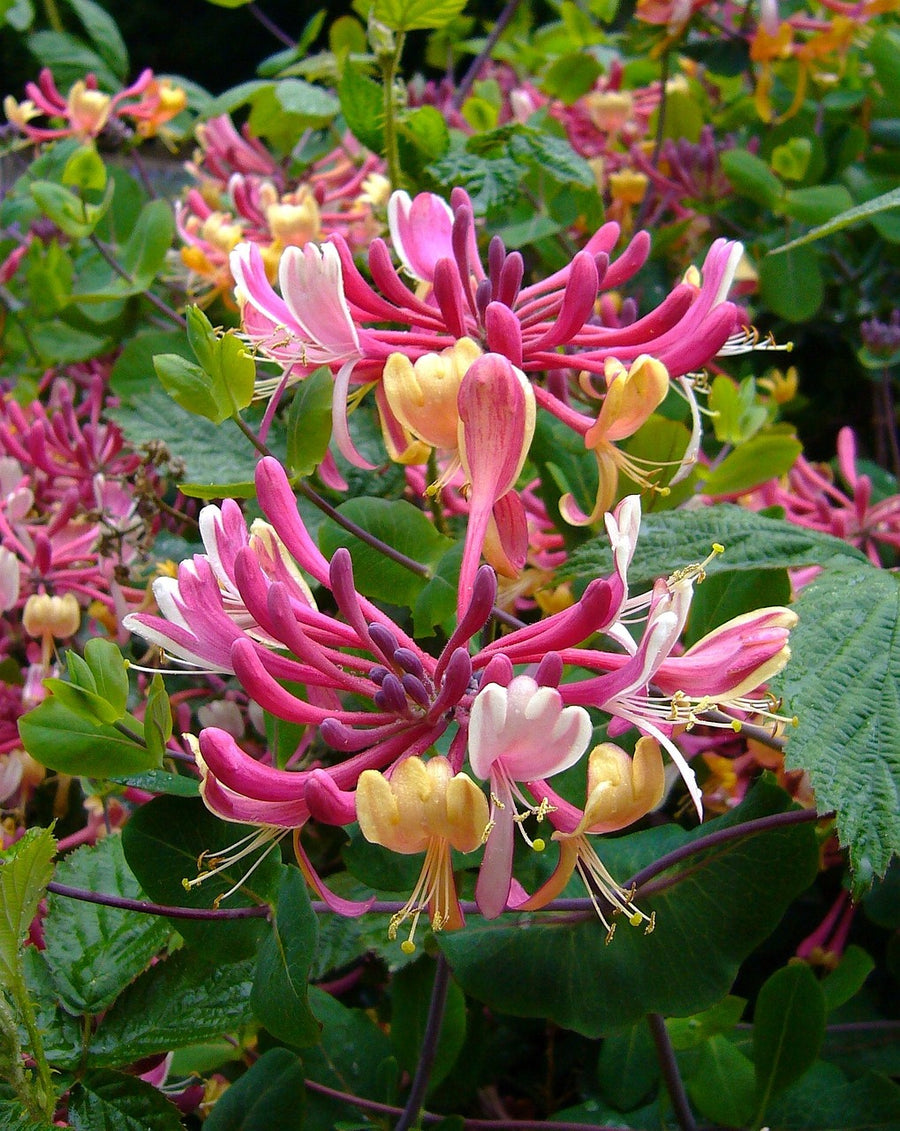 The Honeysuckle Guide – Plant Detectives