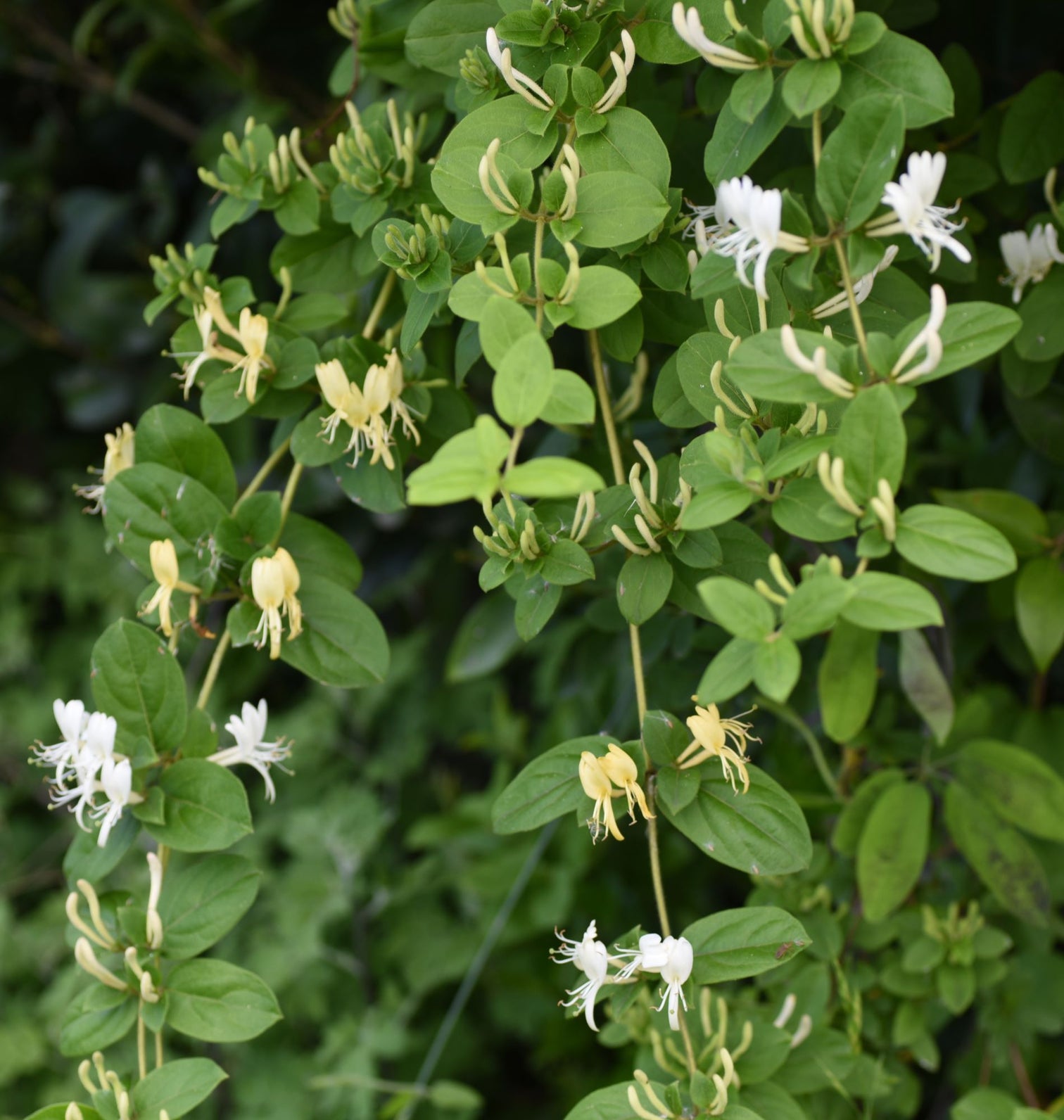 The Honeysuckle Guide – Plant Detectives