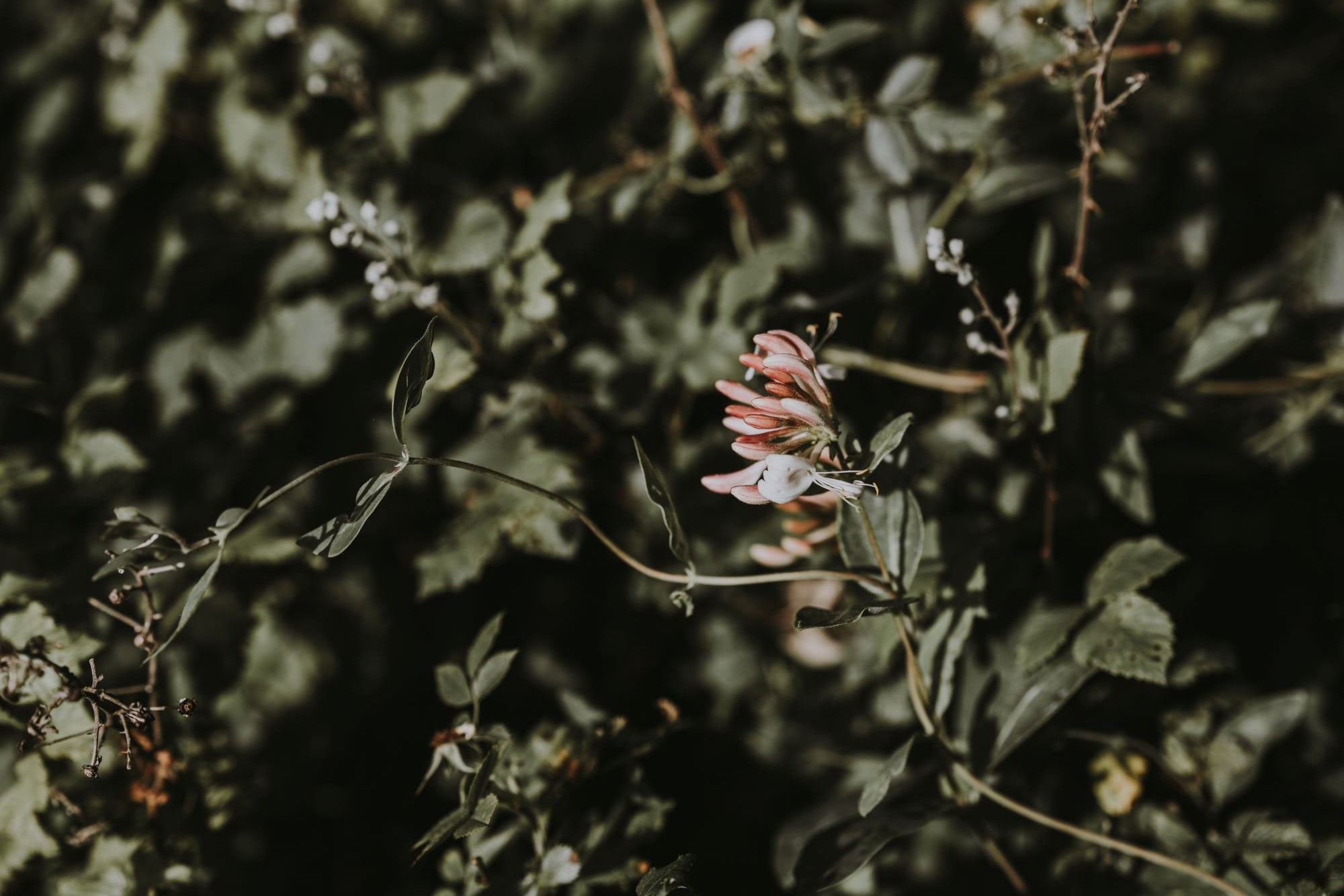 The Honeysuckle Guide – Plant Detectives