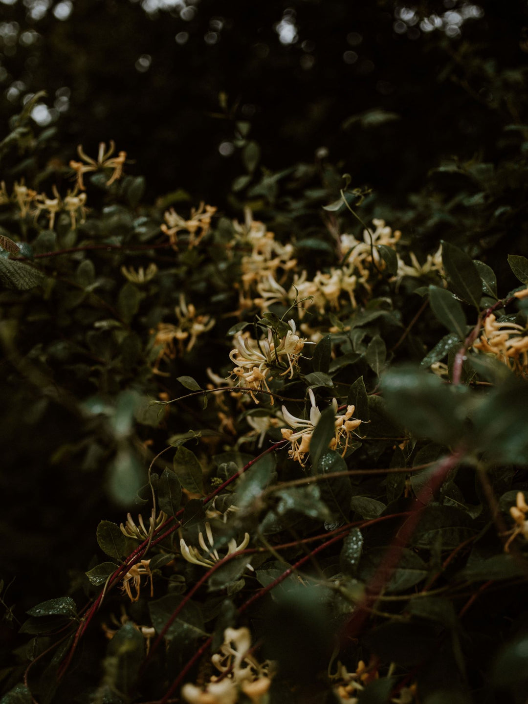 The Honeysuckle Guide – Plant Detectives