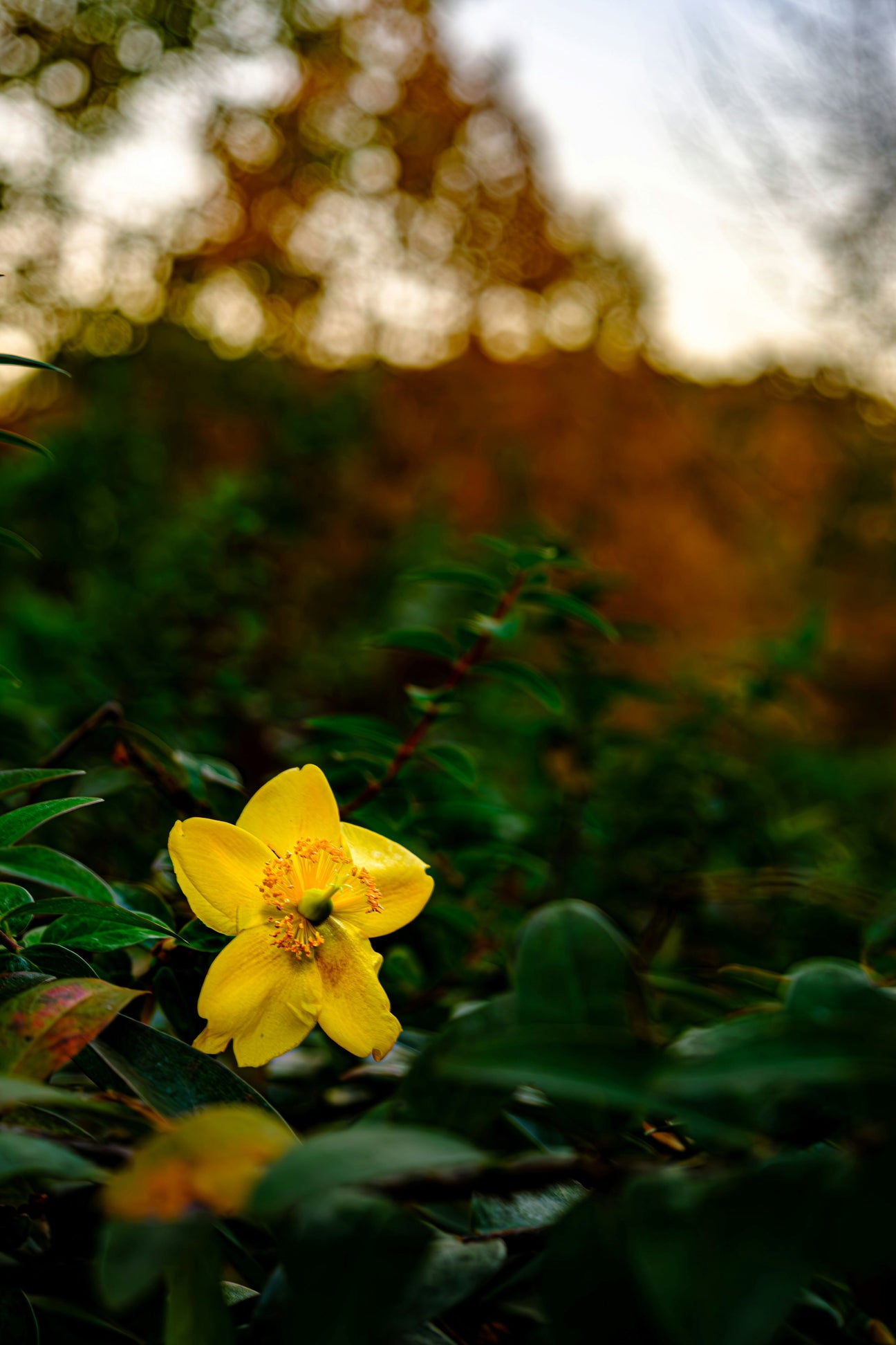 The Hypericum Guide – Plant Detectives