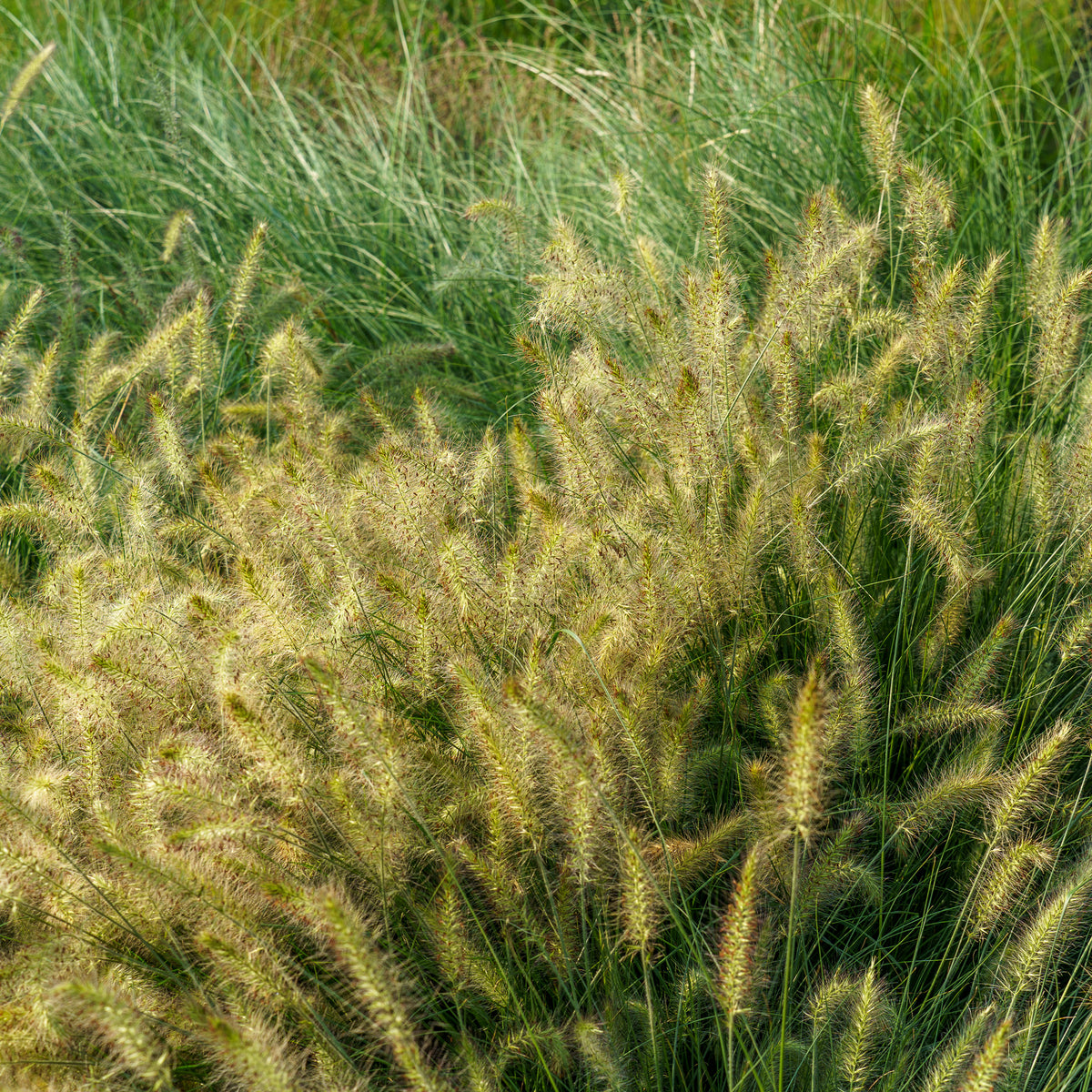 Hameln Fountain Grass – Plant Detectives