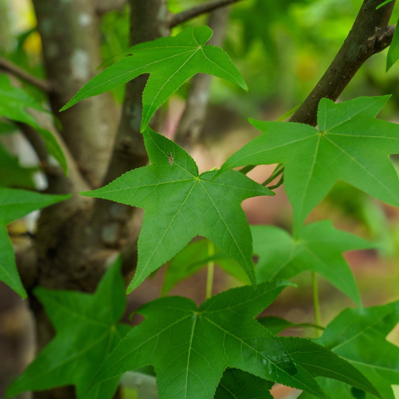The Sweetgum Guide – Plant Detectives