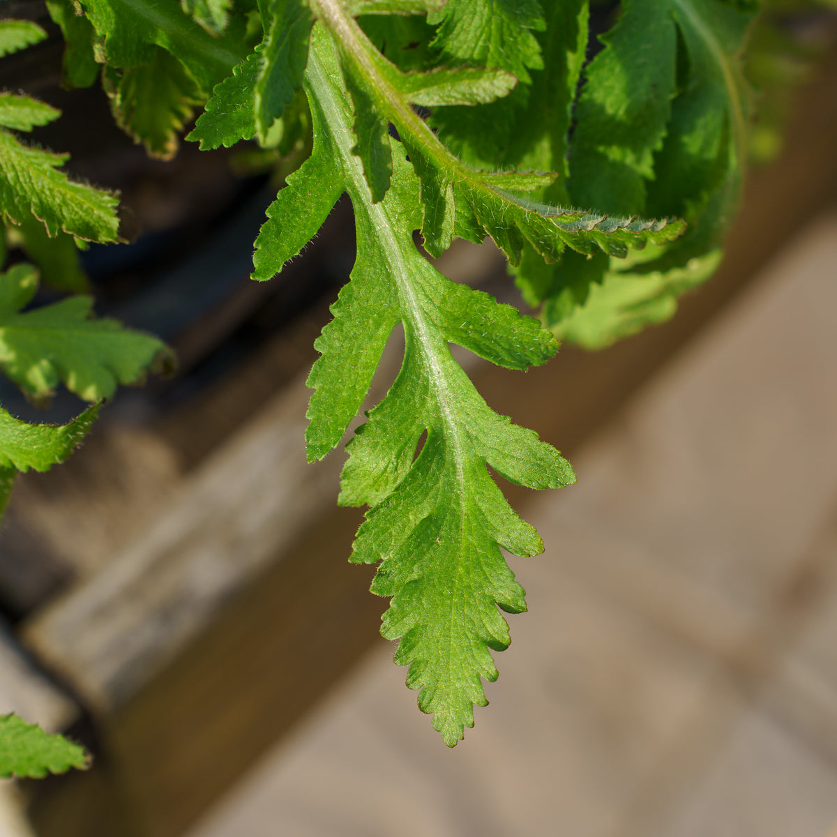 Harlem Oriental Poppy – Plant Detectives