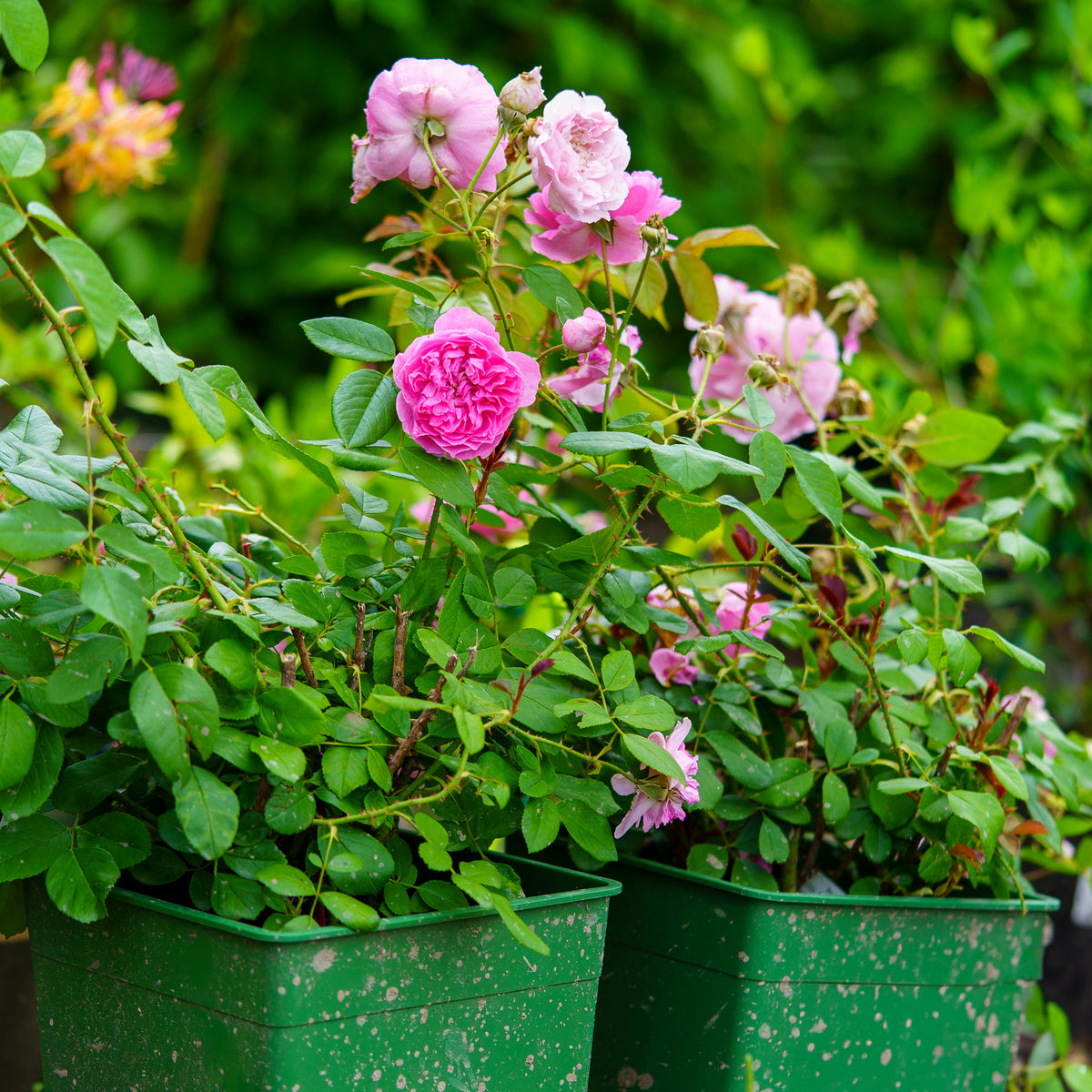 Harlow Carr English Shrub Rose – Plant Detectives