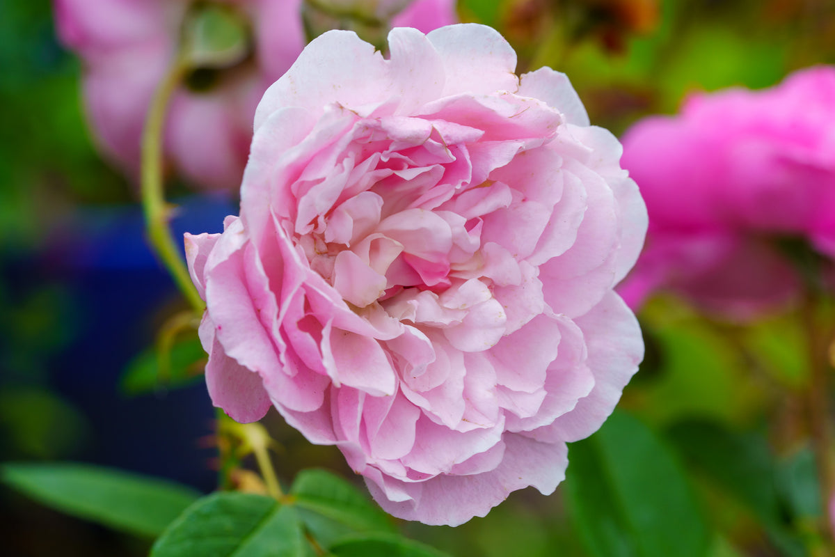 Harlow Carr English Shrub Rose – Plant Detectives