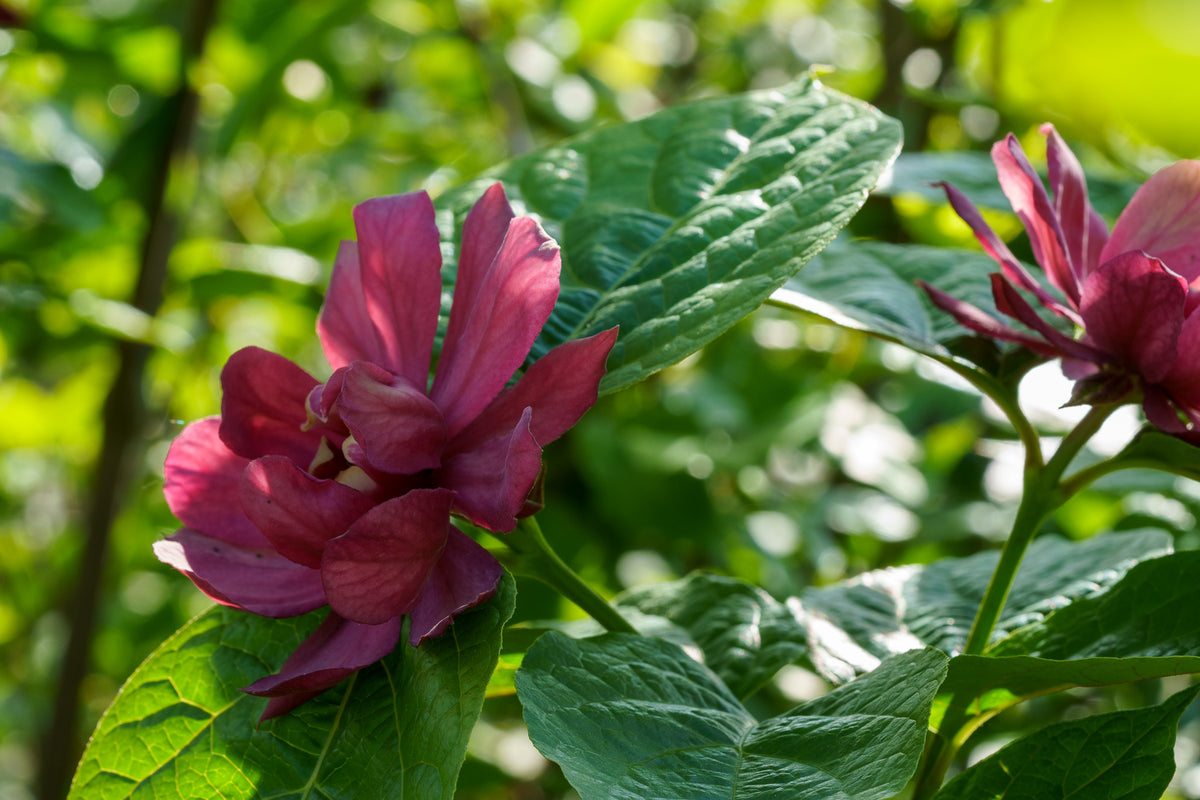 Hartlage Wine Sweetshrub – Plant Detectives