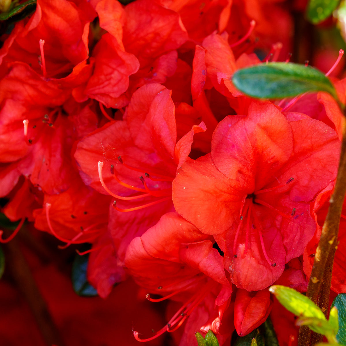 Hershey's Red Azalea – Plant Detectives