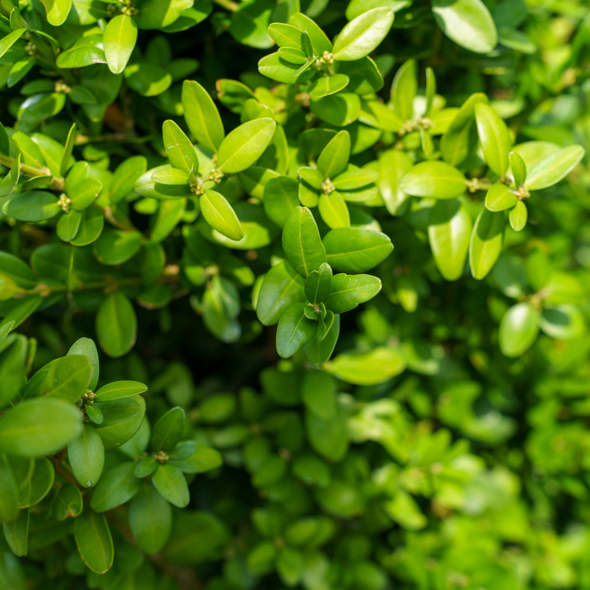 Highlander Boxwood – Plant Detectives