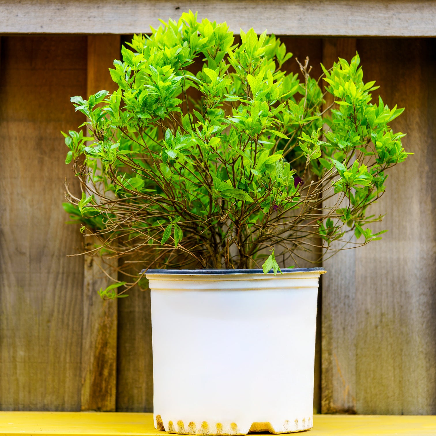 The Summersweet Guide – Plant Detectives